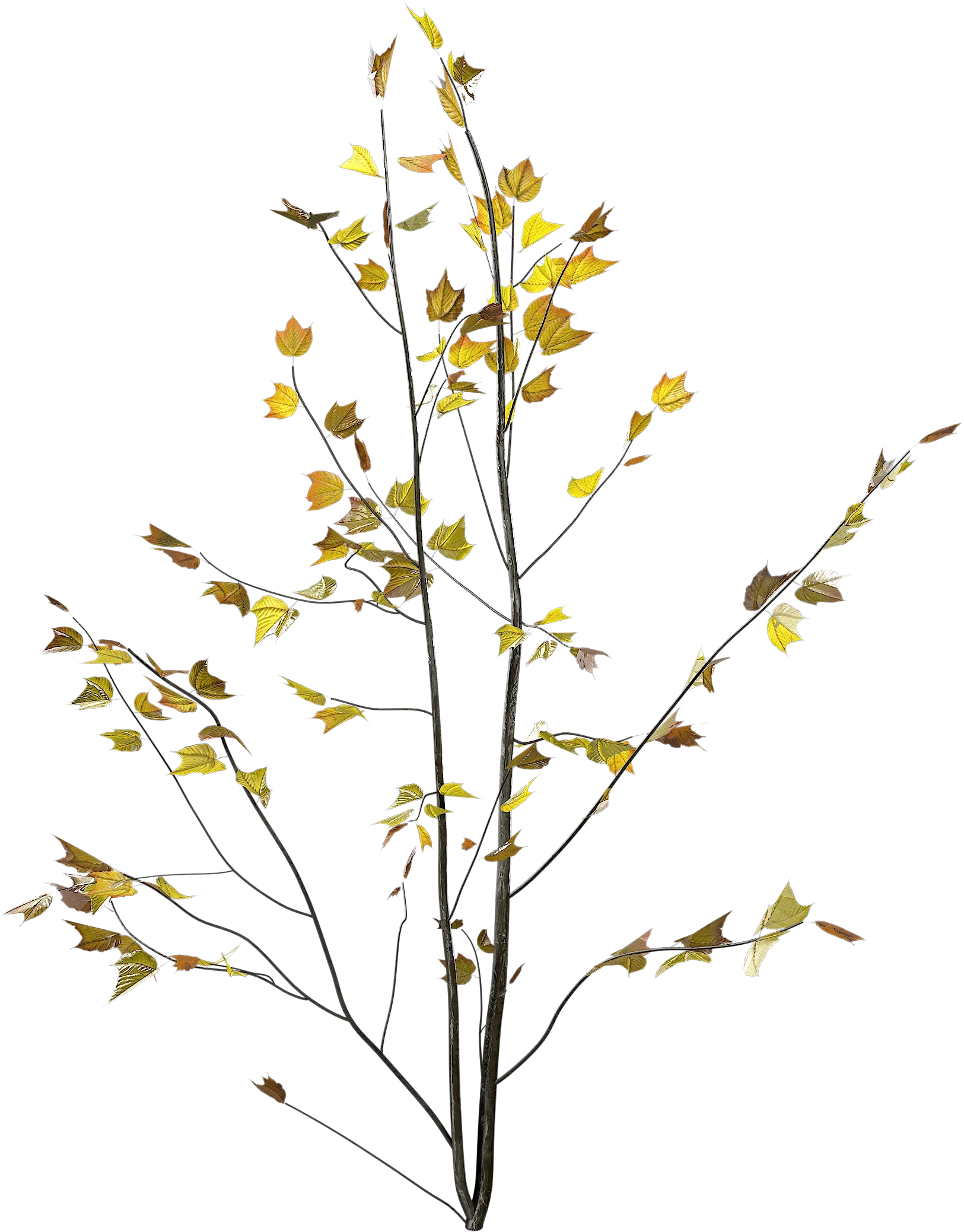 Striped Maple Plant | Cosmos by Leartes