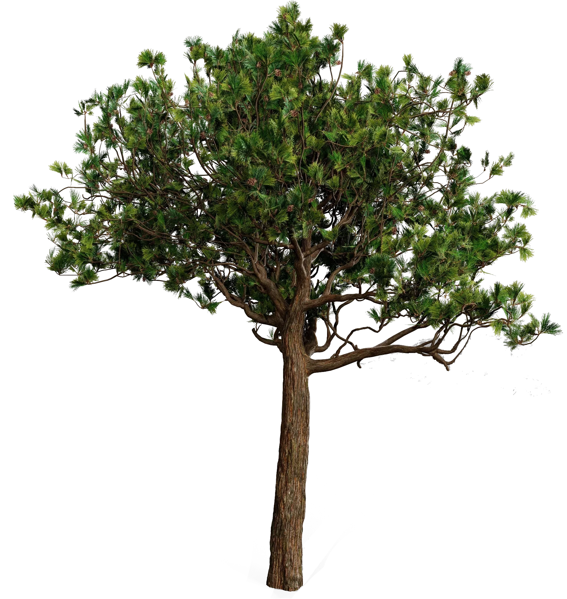 Pine Tree | Cosmos by Leartes