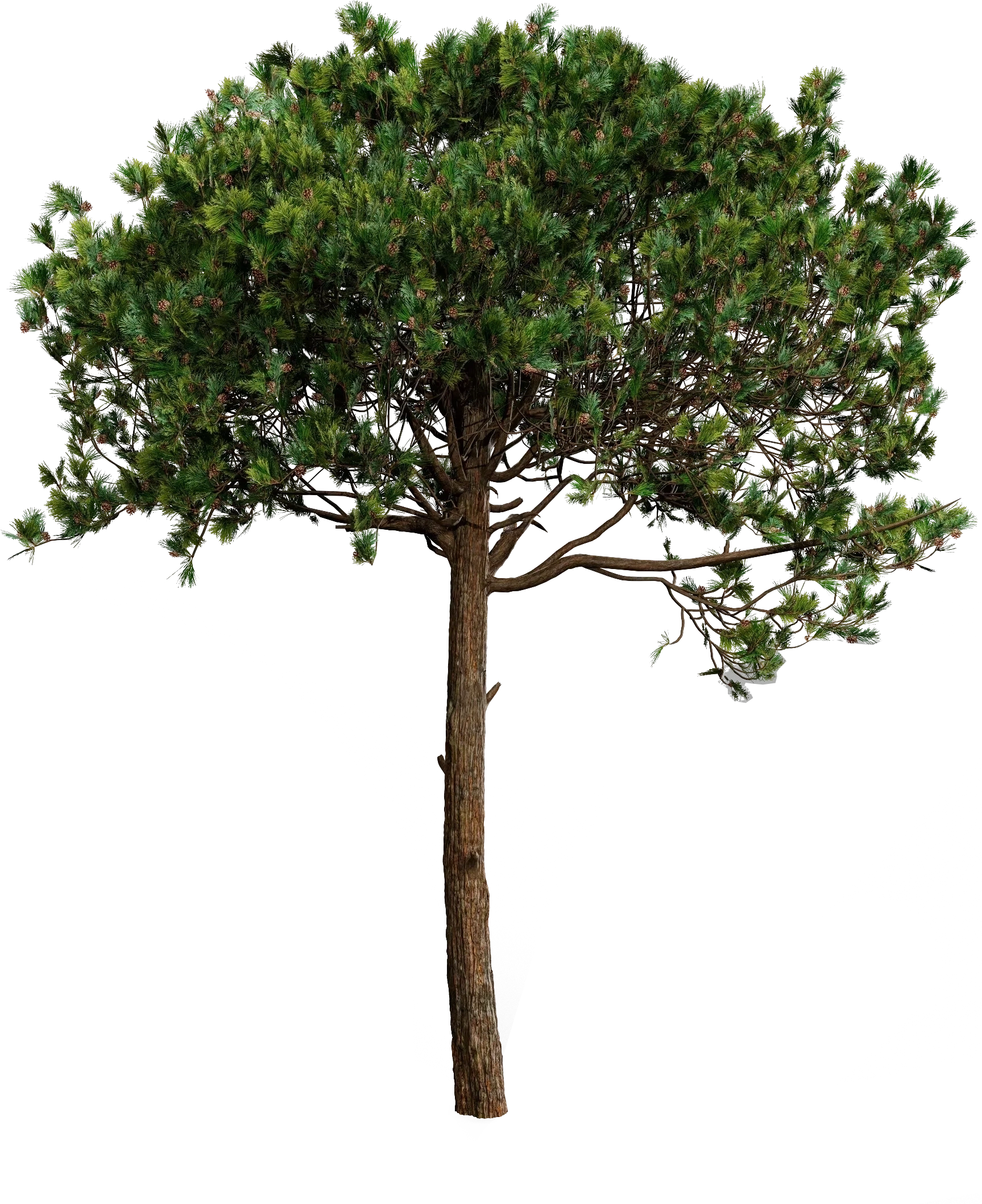 Pine Tree | Cosmos by Leartes