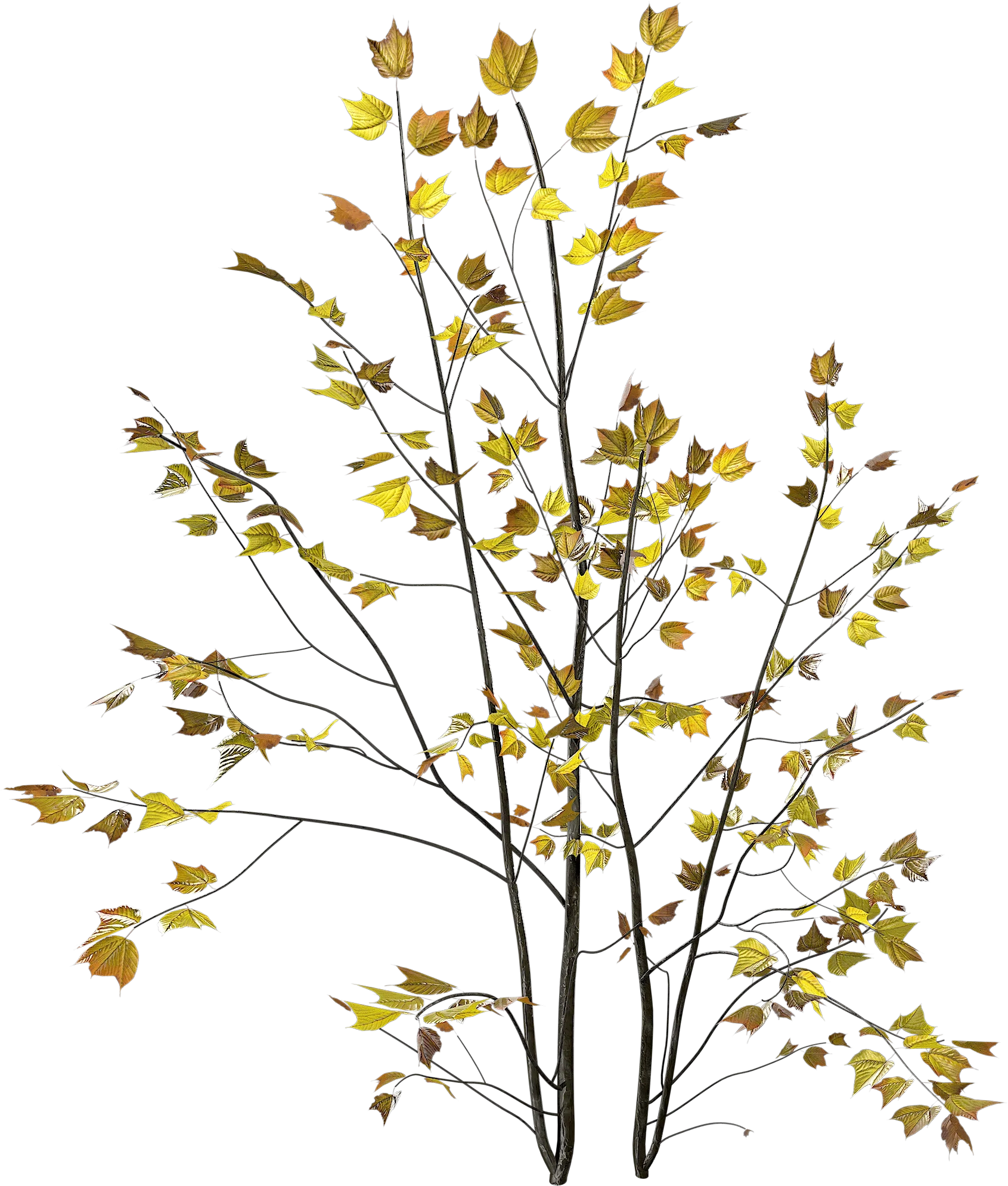 Striped Maple Plant | Cosmos by Leartes