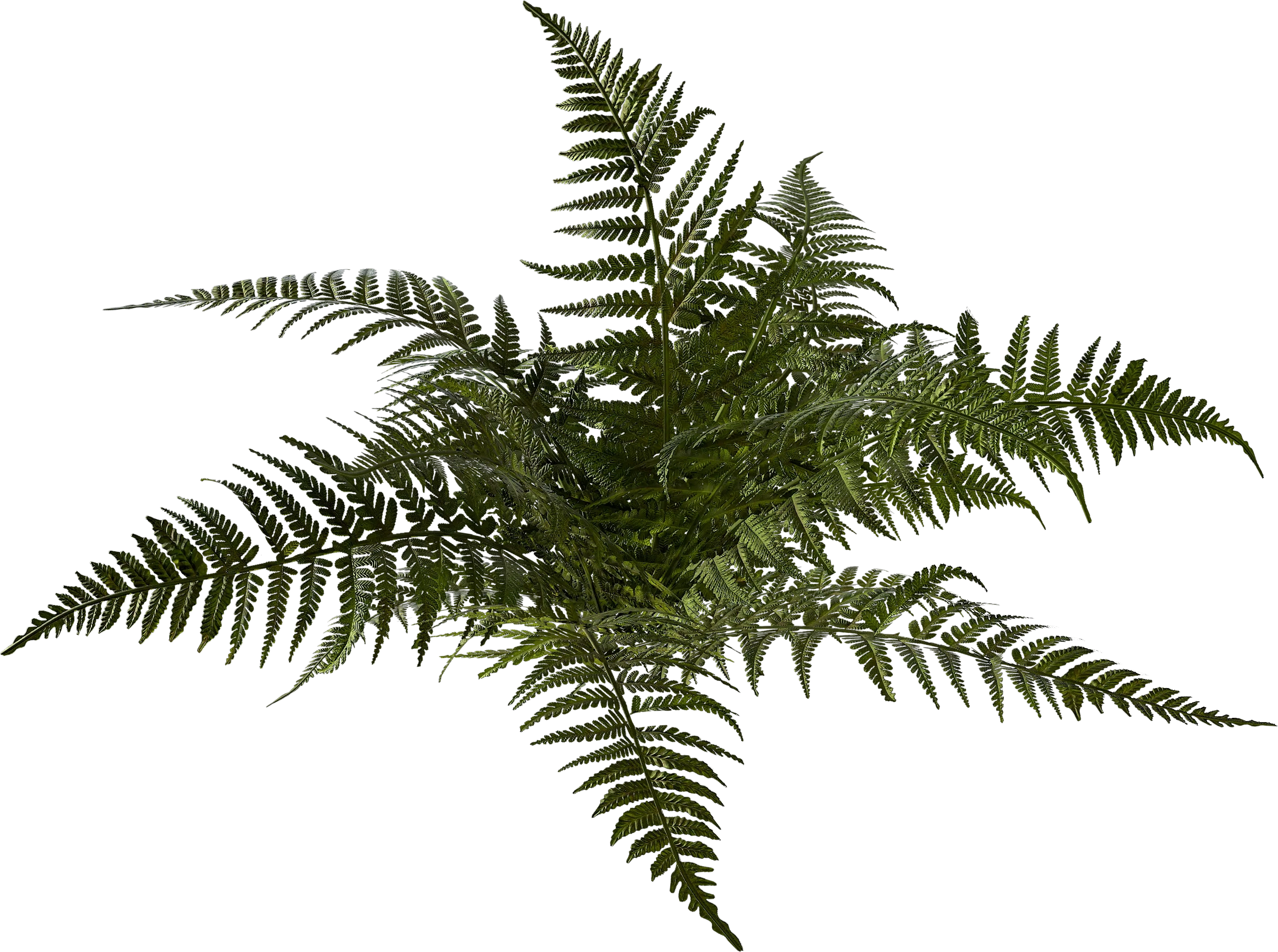 Lady Fern | Cosmos by Leartes