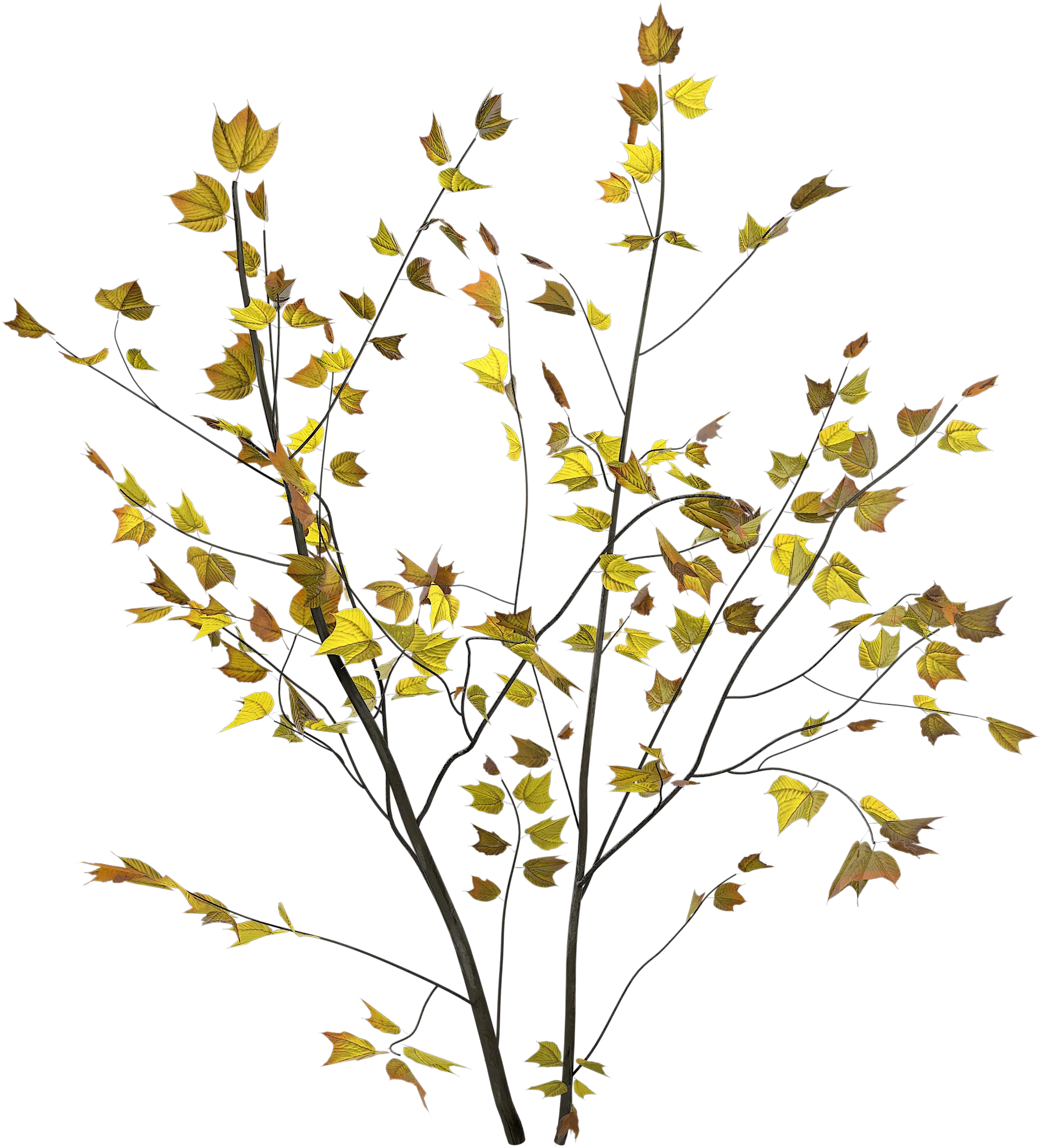 Striped Maple Plant | Cosmos by Leartes